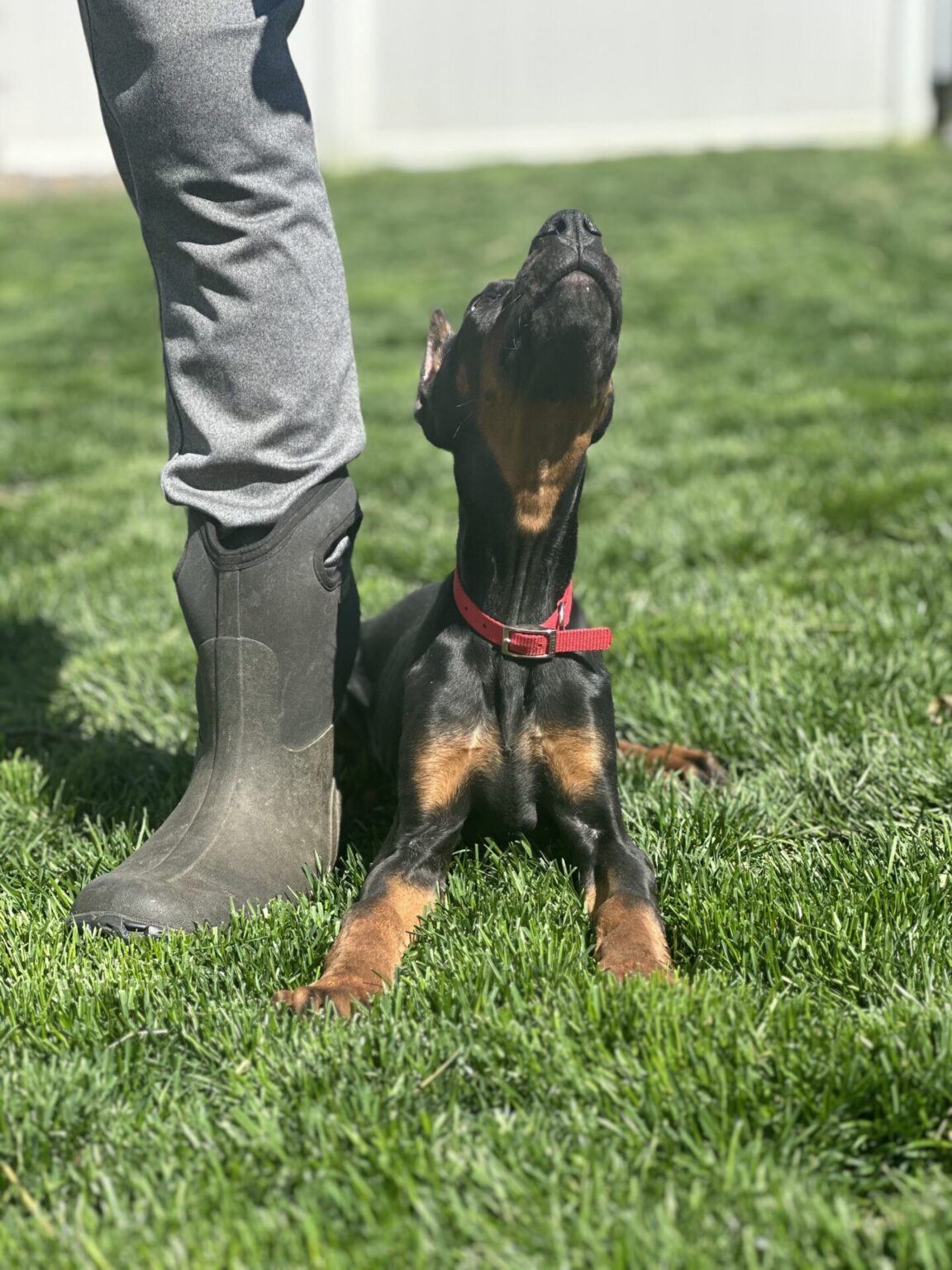 Behavior Modification - CTO Dog Training